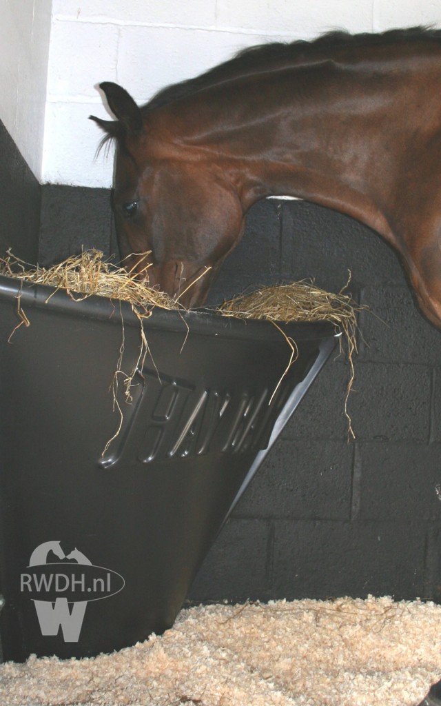Ruwvoer is de basis voor ieder paard